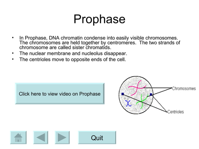 Mitosis Ppt | PPT