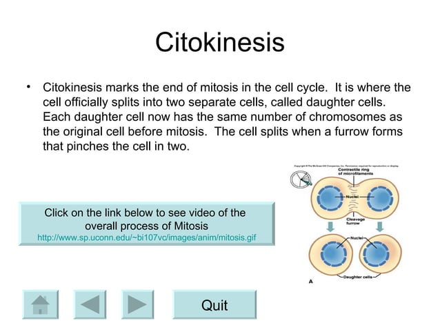 Mitosis Ppt | PPT