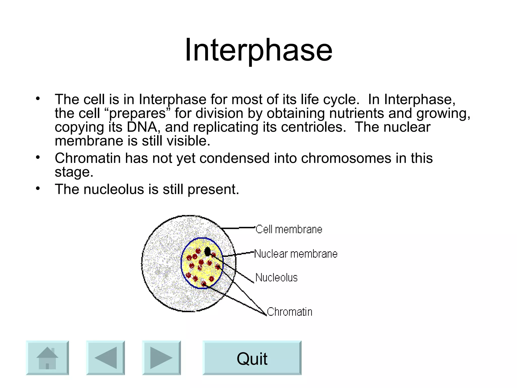 Mitosis Ppt | PPT