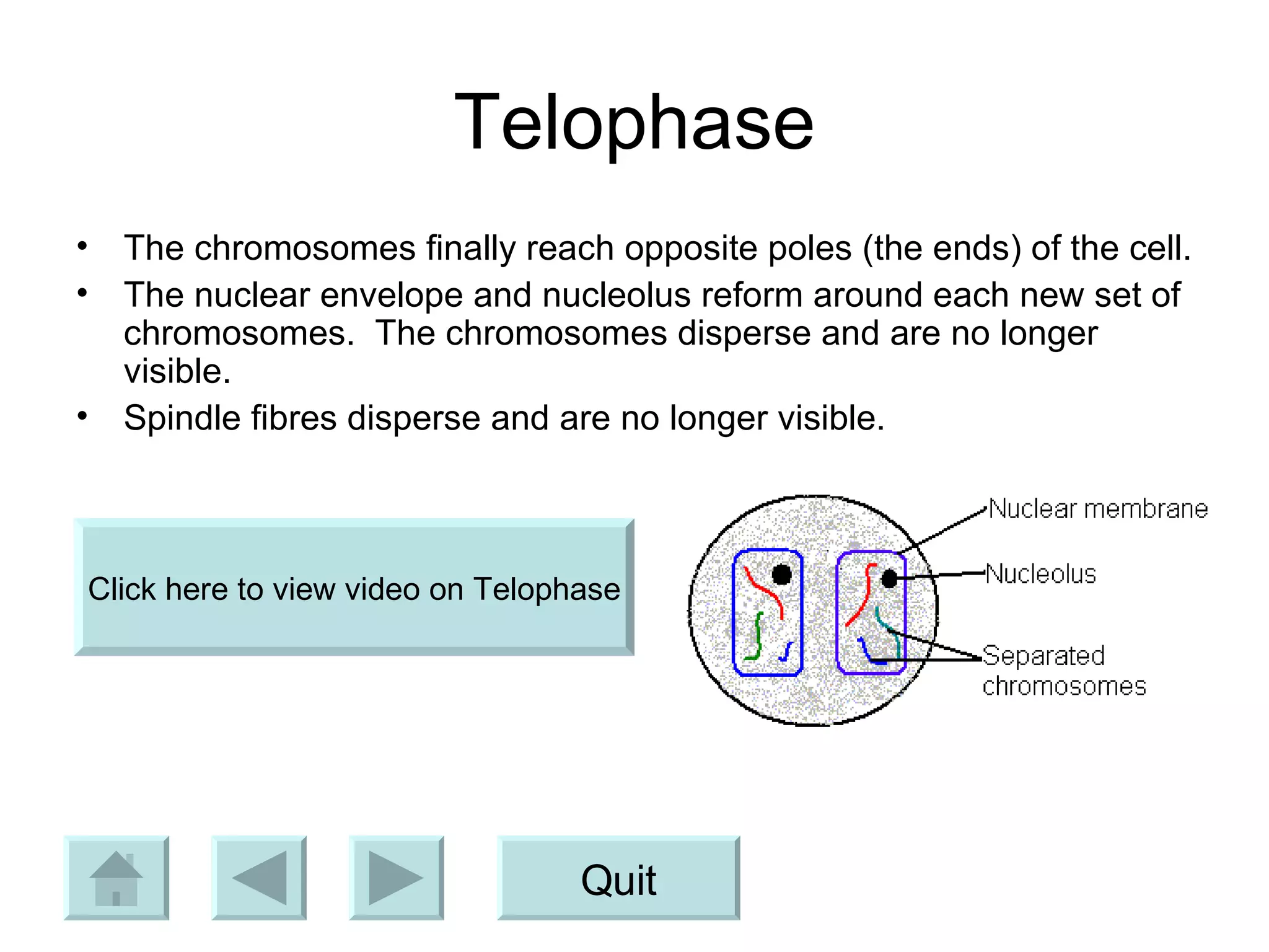 Mitosis Ppt | PPT