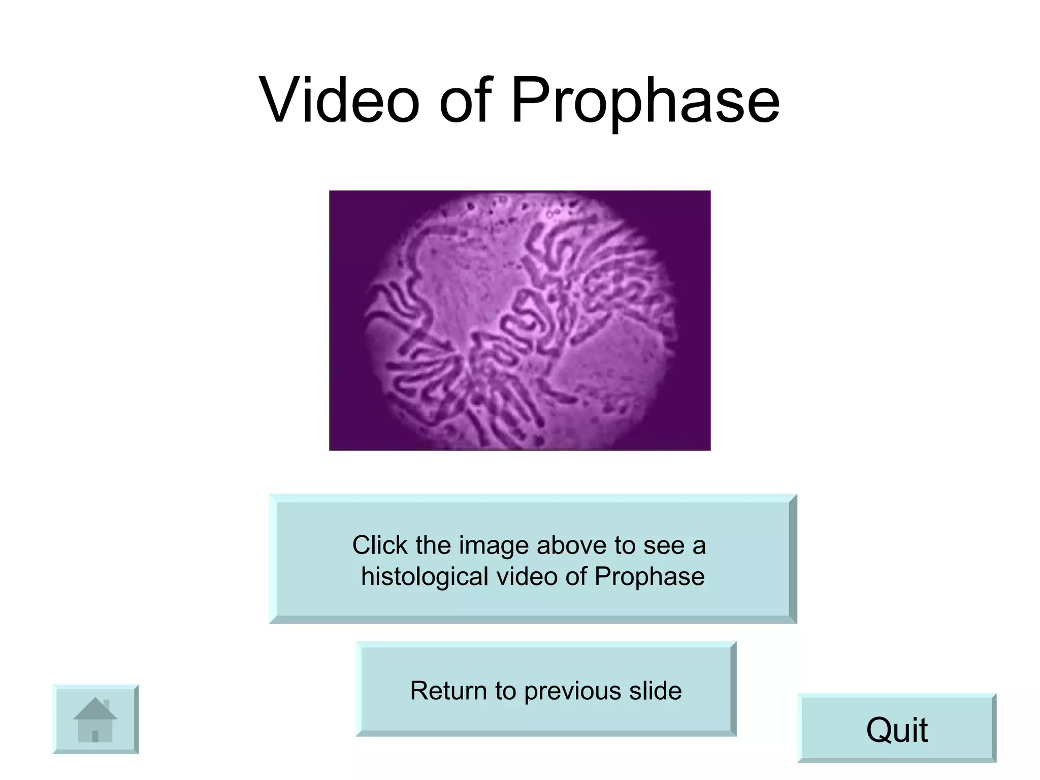 Mitosis Ppt | PPT