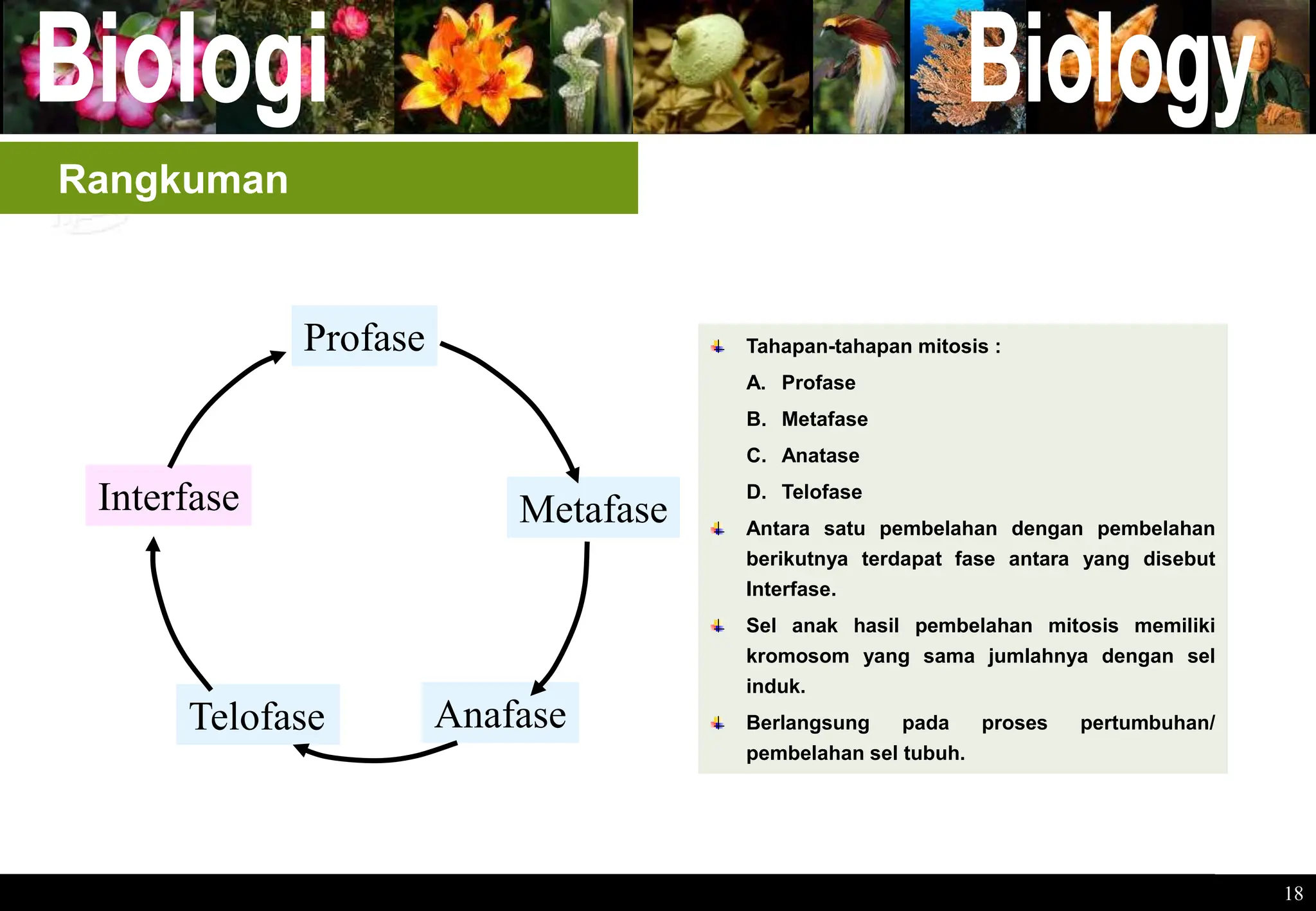 PEMBELAHAN SEL-PEMBELAHAN MITOSIS-BIOLOGI | PPT