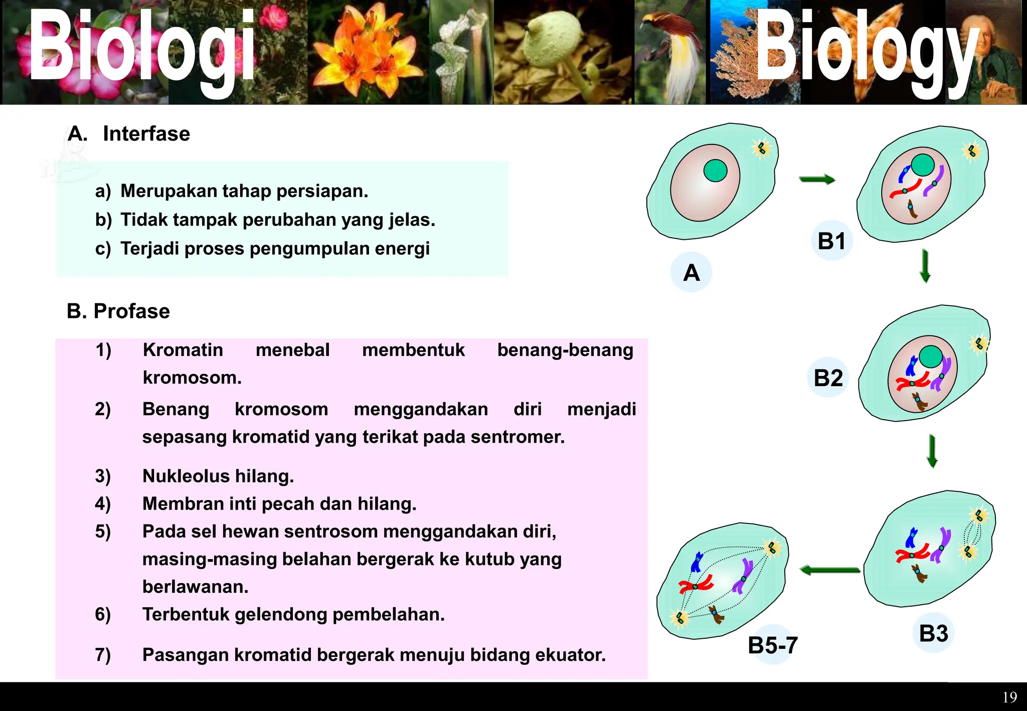 PEMBELAHAN SEL-PEMBELAHAN MITOSIS-BIOLOGI | PPT