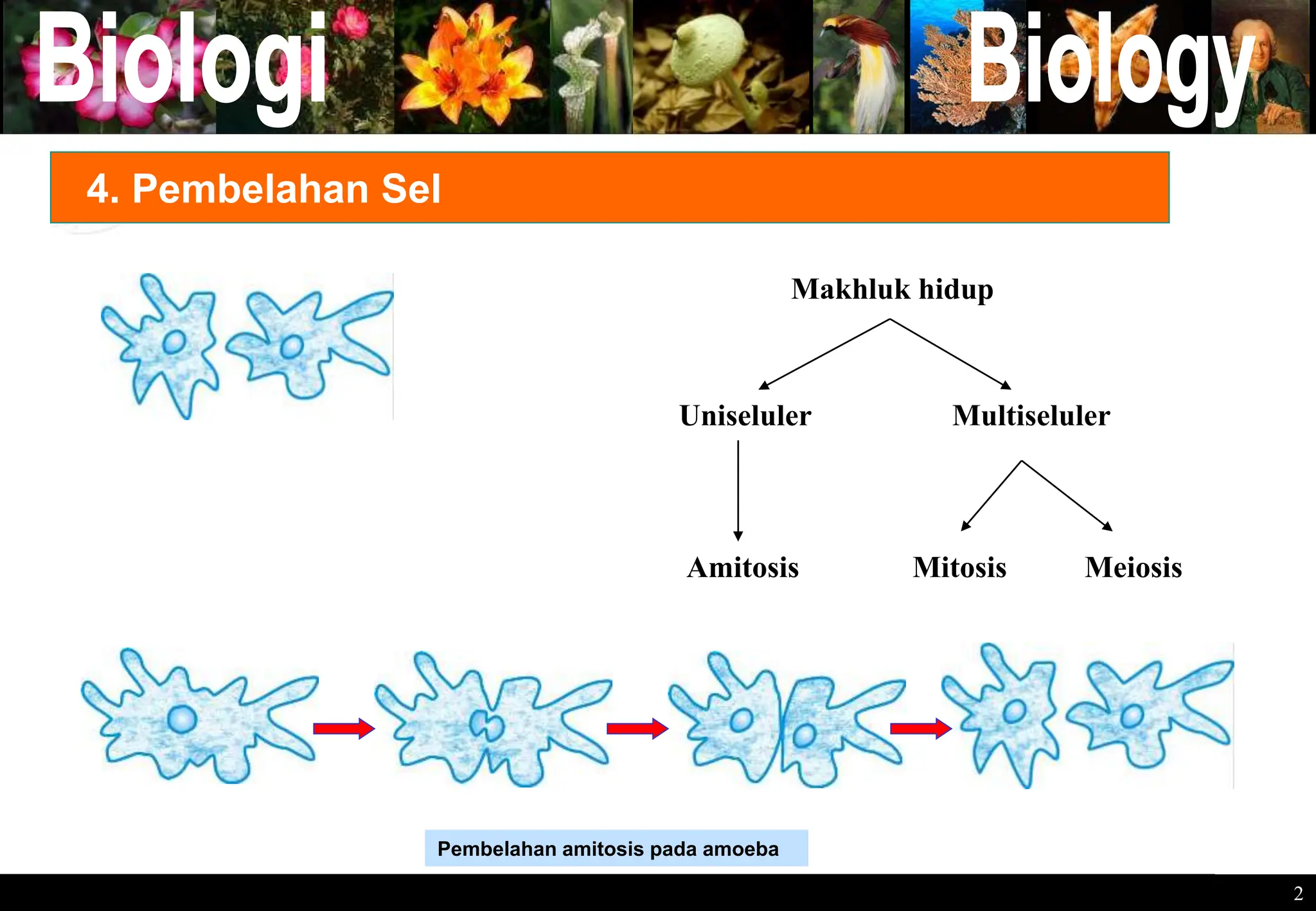 PEMBELAHAN SEL-PEMBELAHAN MITOSIS-BIOLOGI | PPT