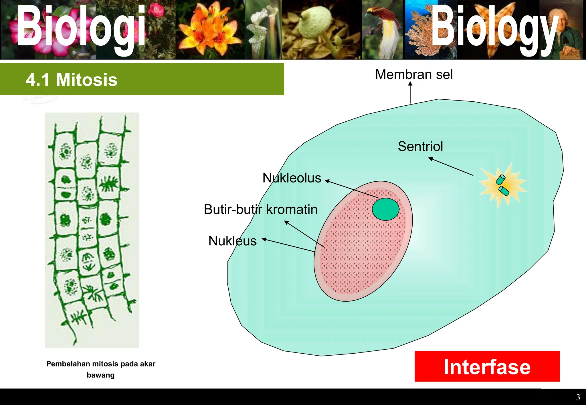 PEMBELAHAN SEL-PEMBELAHAN MITOSIS-BIOLOGI | PPT