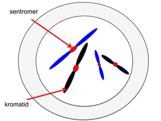 Mitosis sel haiwan | PPTX