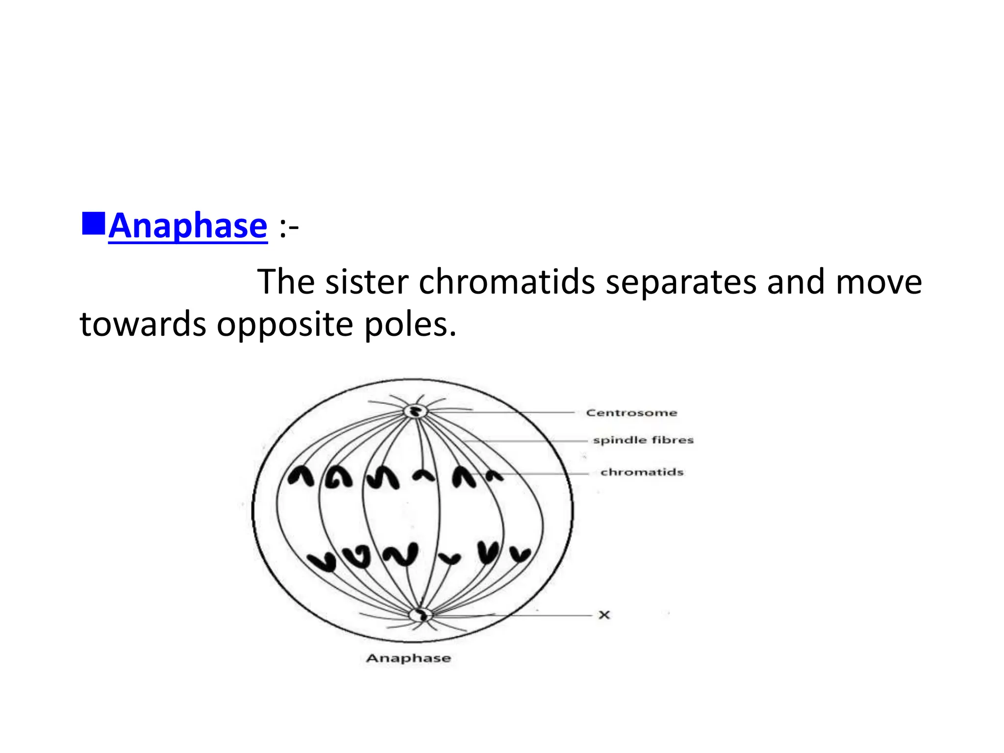 MITOSIS B Ed Seminar Presentation .pptx