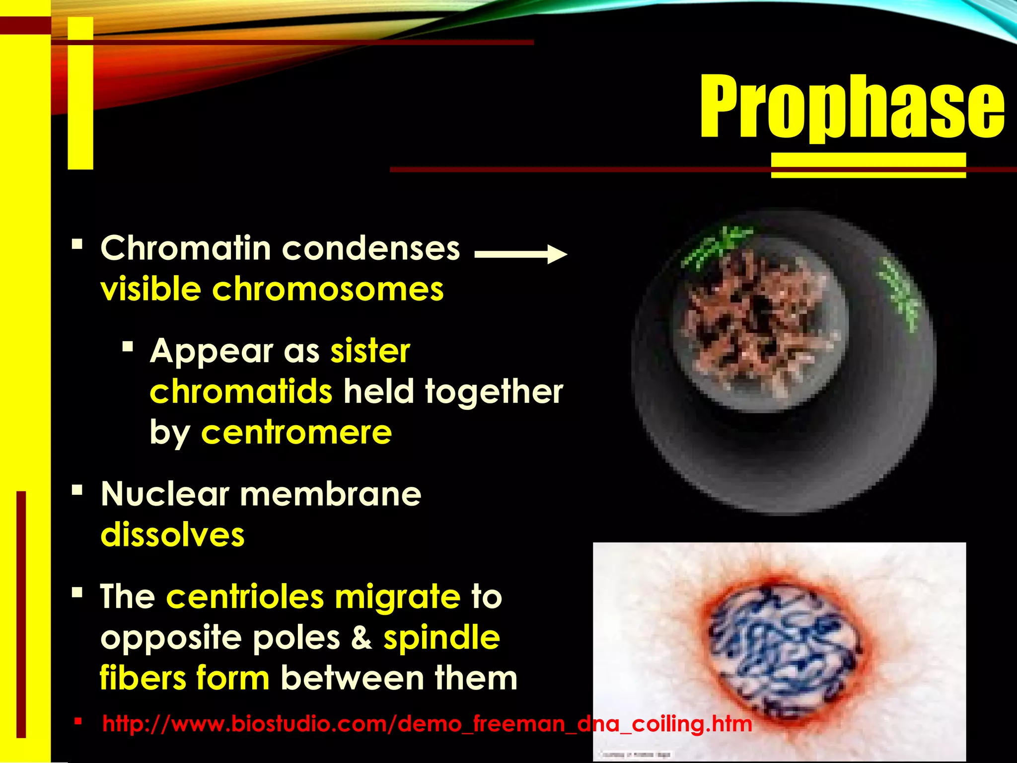 Mitosis | PPT