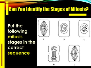 Mitosis | PPT