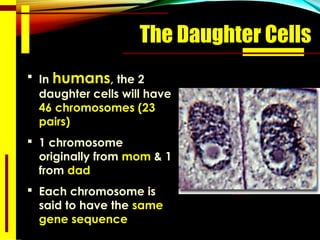 Mitosis | PPT