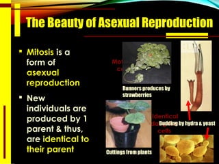 Mitosis | PPT