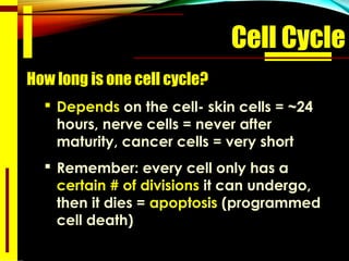 Mitosis | PPT