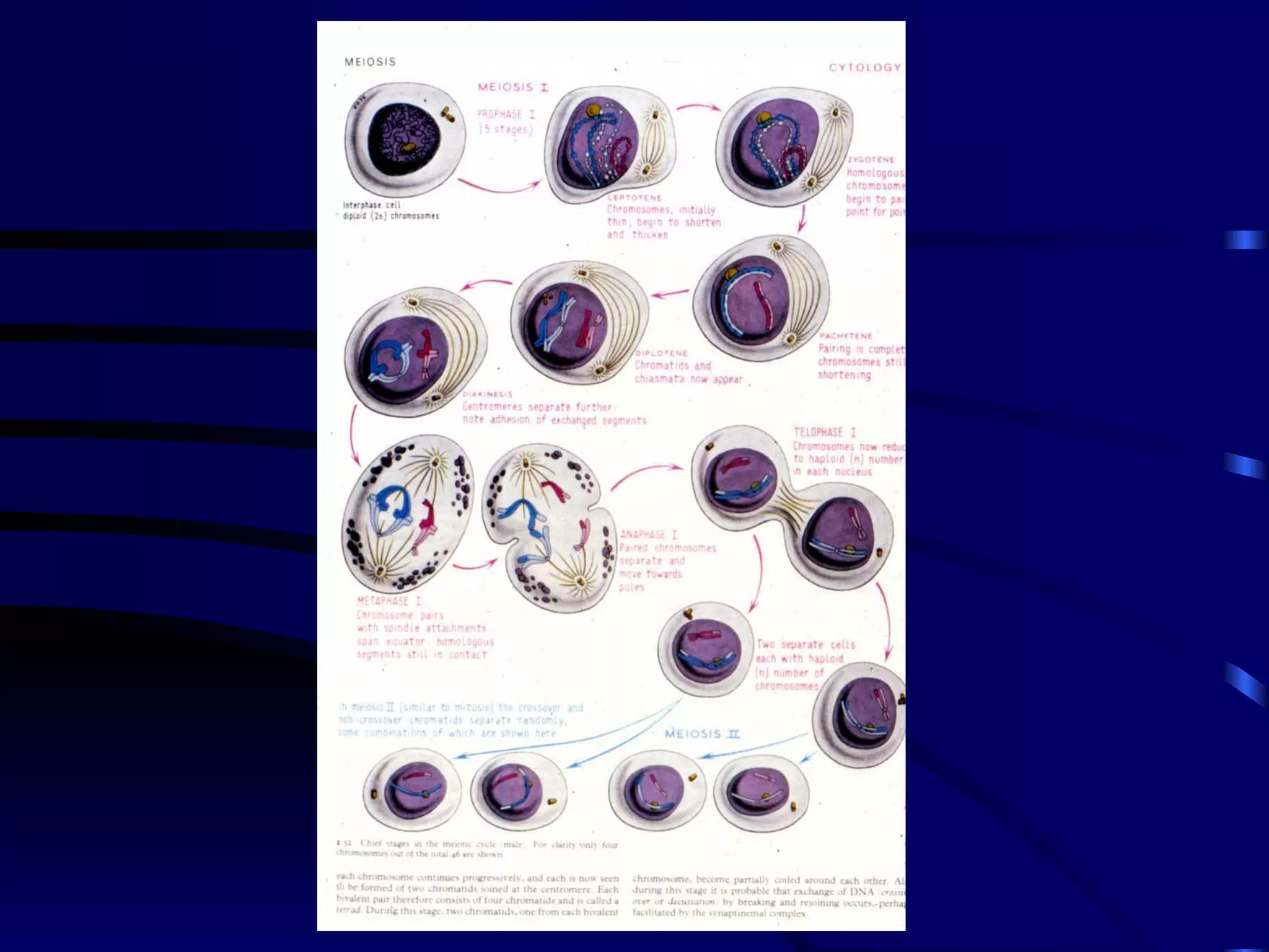 Mitosis1ppt(1) | ODP
