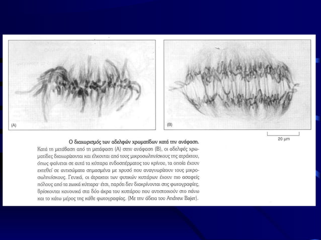 Mitosis1ppt(1) | ODP