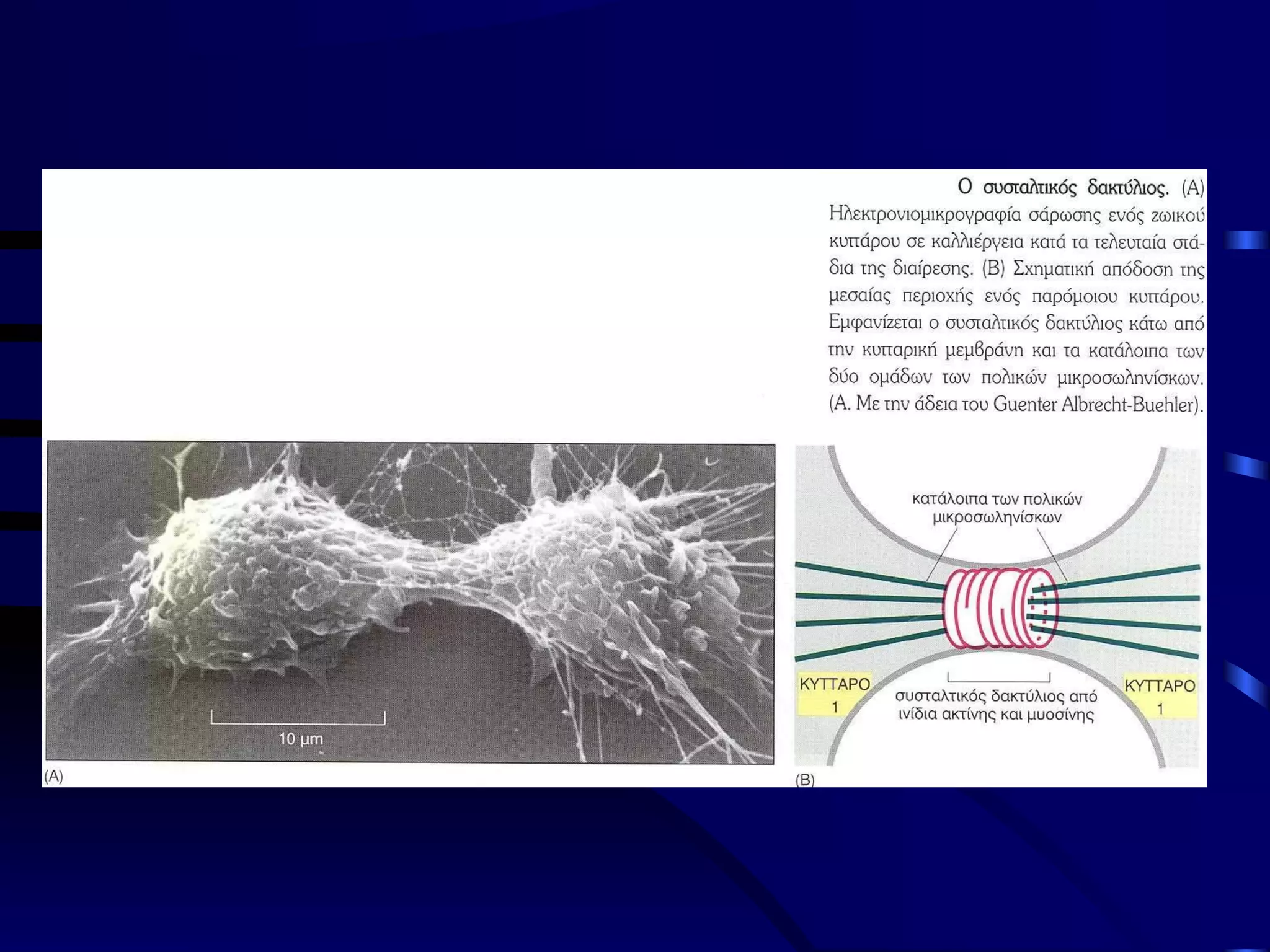 Mitosis1ppt(1) | ODP