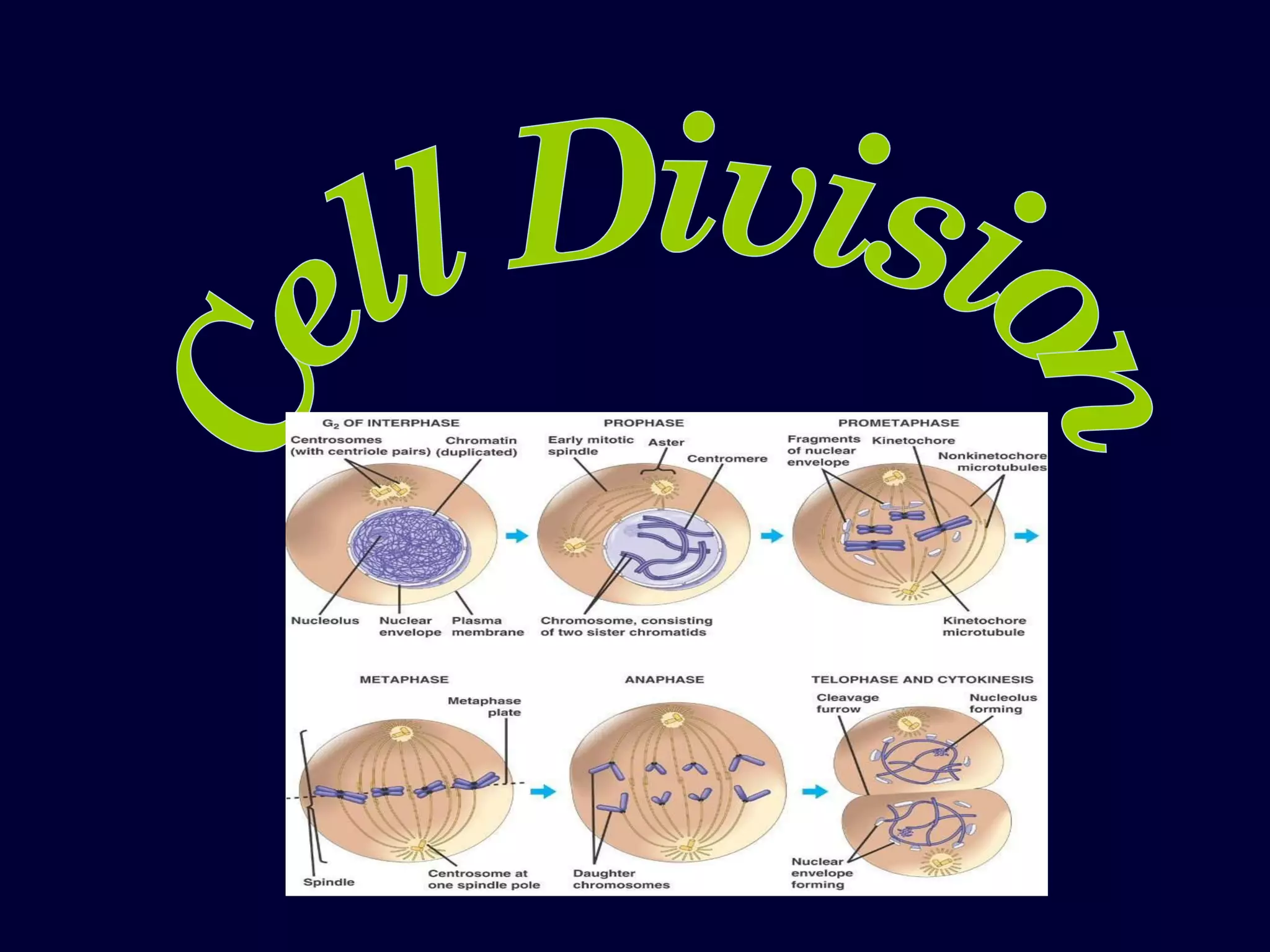 Mitosis 2 | PPT | Biological Sciences | Science