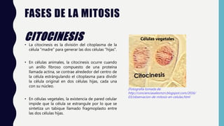 Mitosis | PPTX