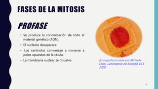 Mitosis | PPTX