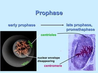 MITOSIS (2).pdf