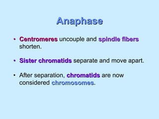 MITOSIS (2).pdf