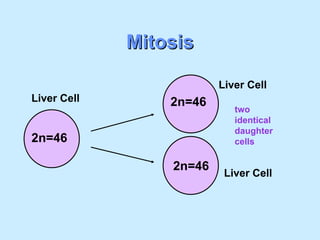 MITOSIS (2).pdf