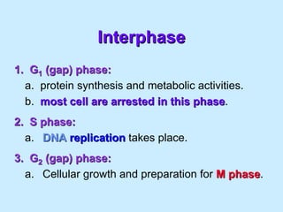 MITOSIS (2).pdf