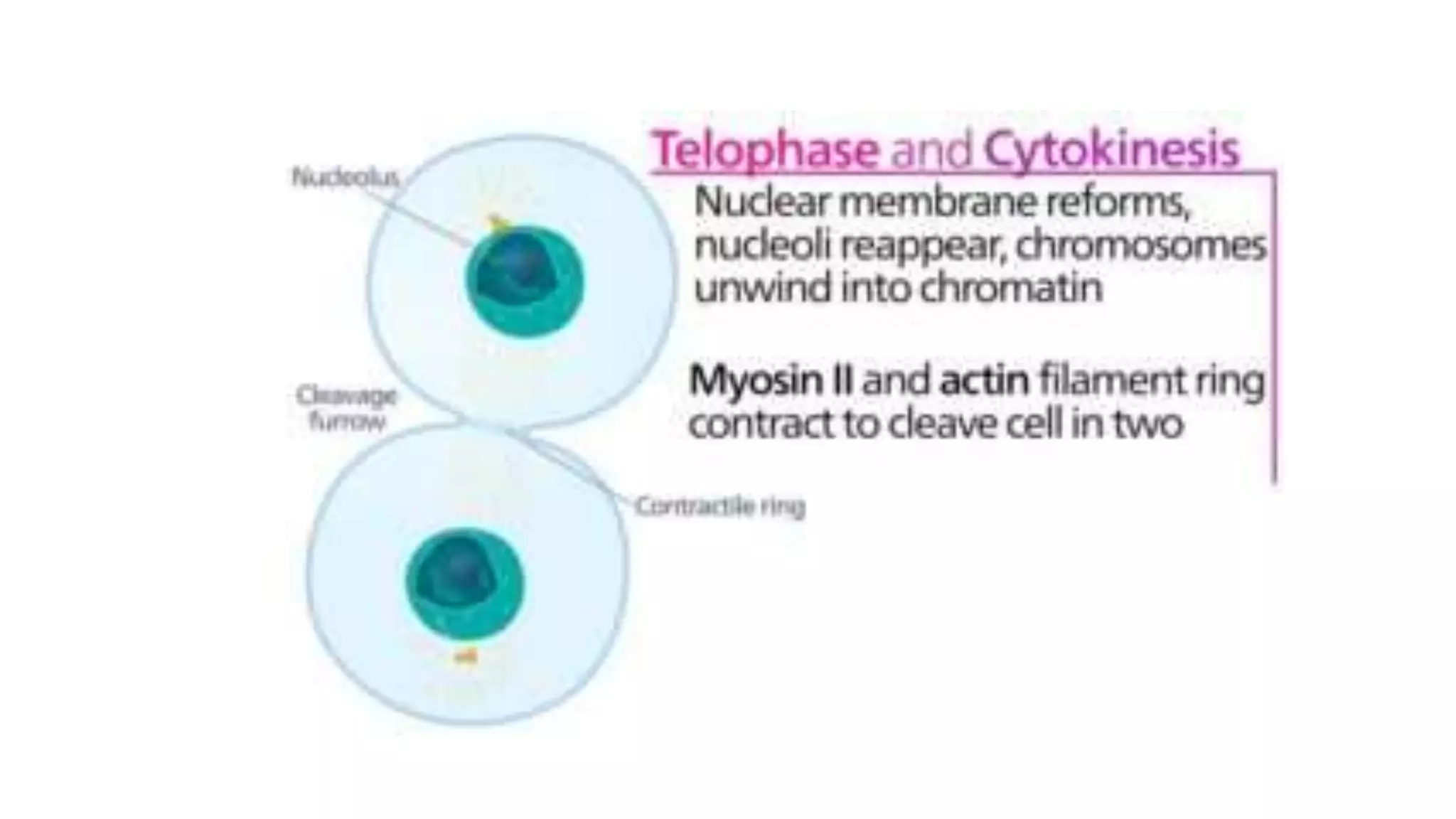 mitosis | PPT