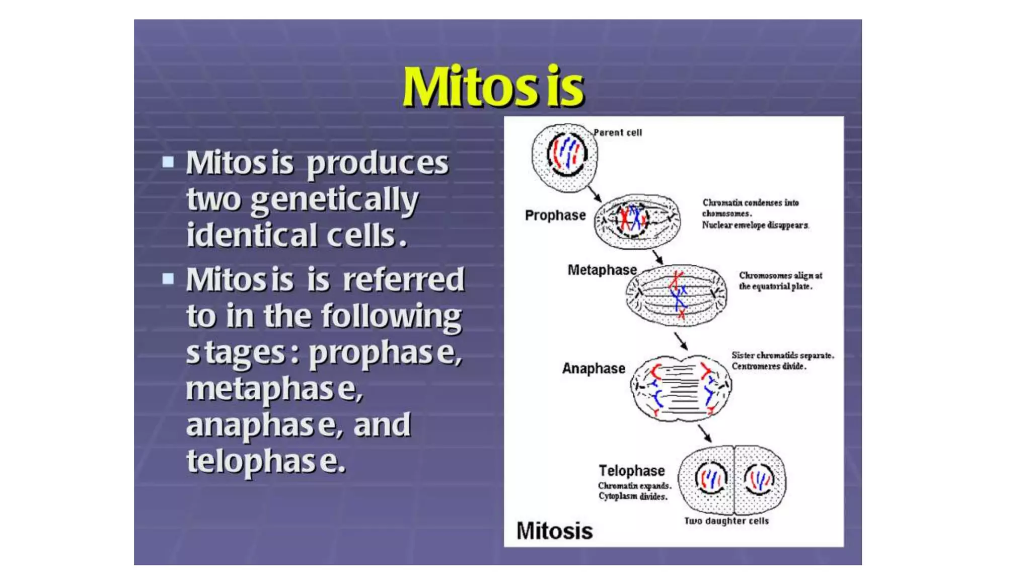 mitosis | PPT