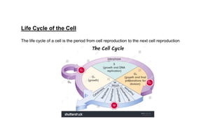 mitosis | PPT