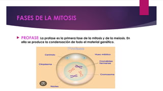 Mitosis 2 trabajo de fisioterapia y kinesiología | PPTX
