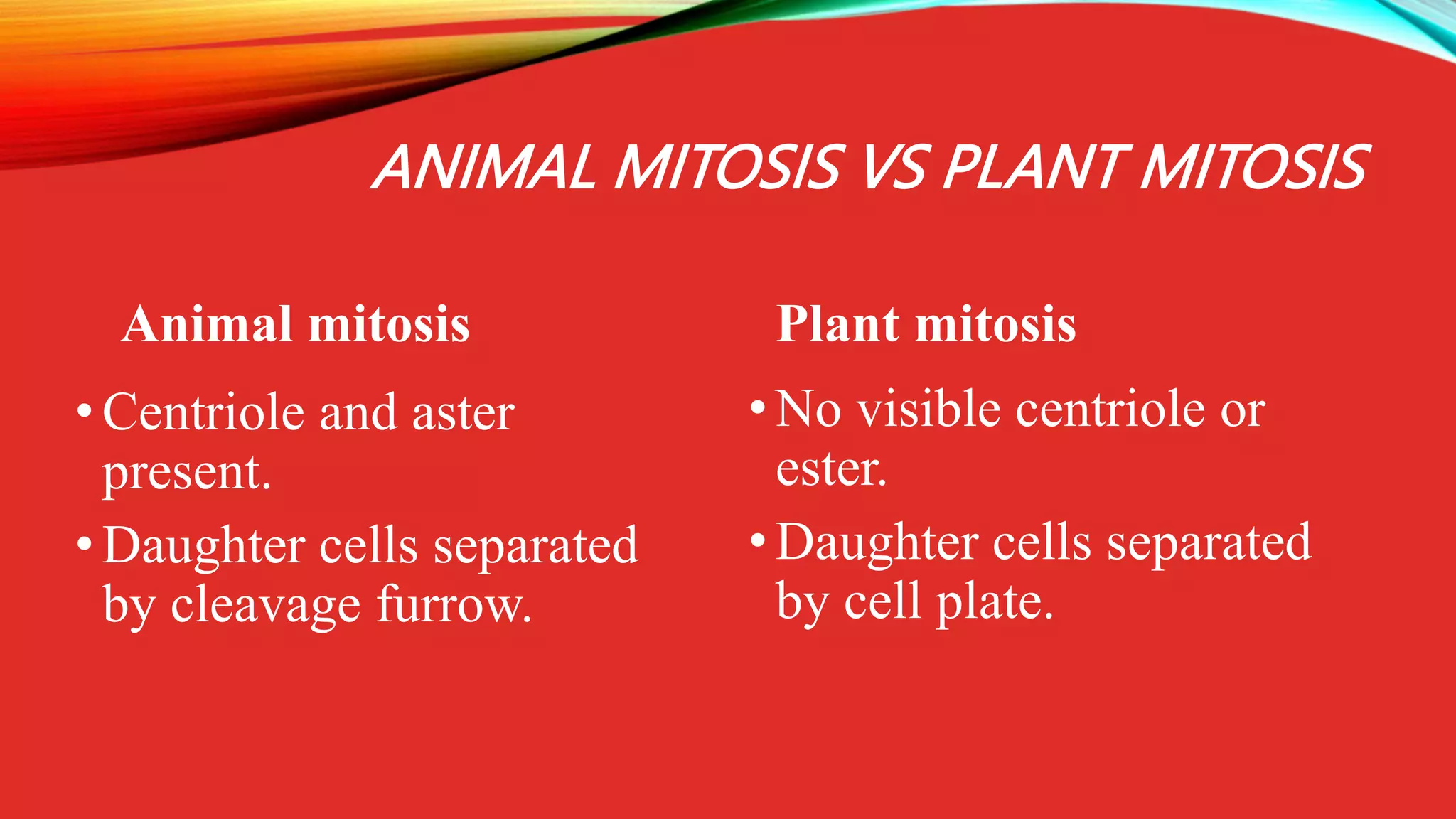 mitosis.ppt
