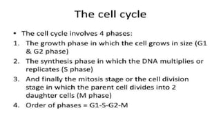 mitosis.ppt