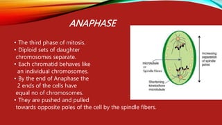 mitosis.ppt