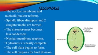 mitosis.ppt