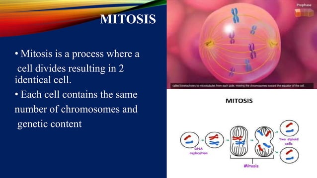 mitosis.ppt