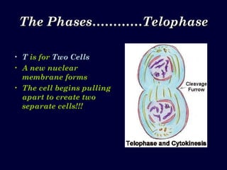 Mitosis 3 | PPT