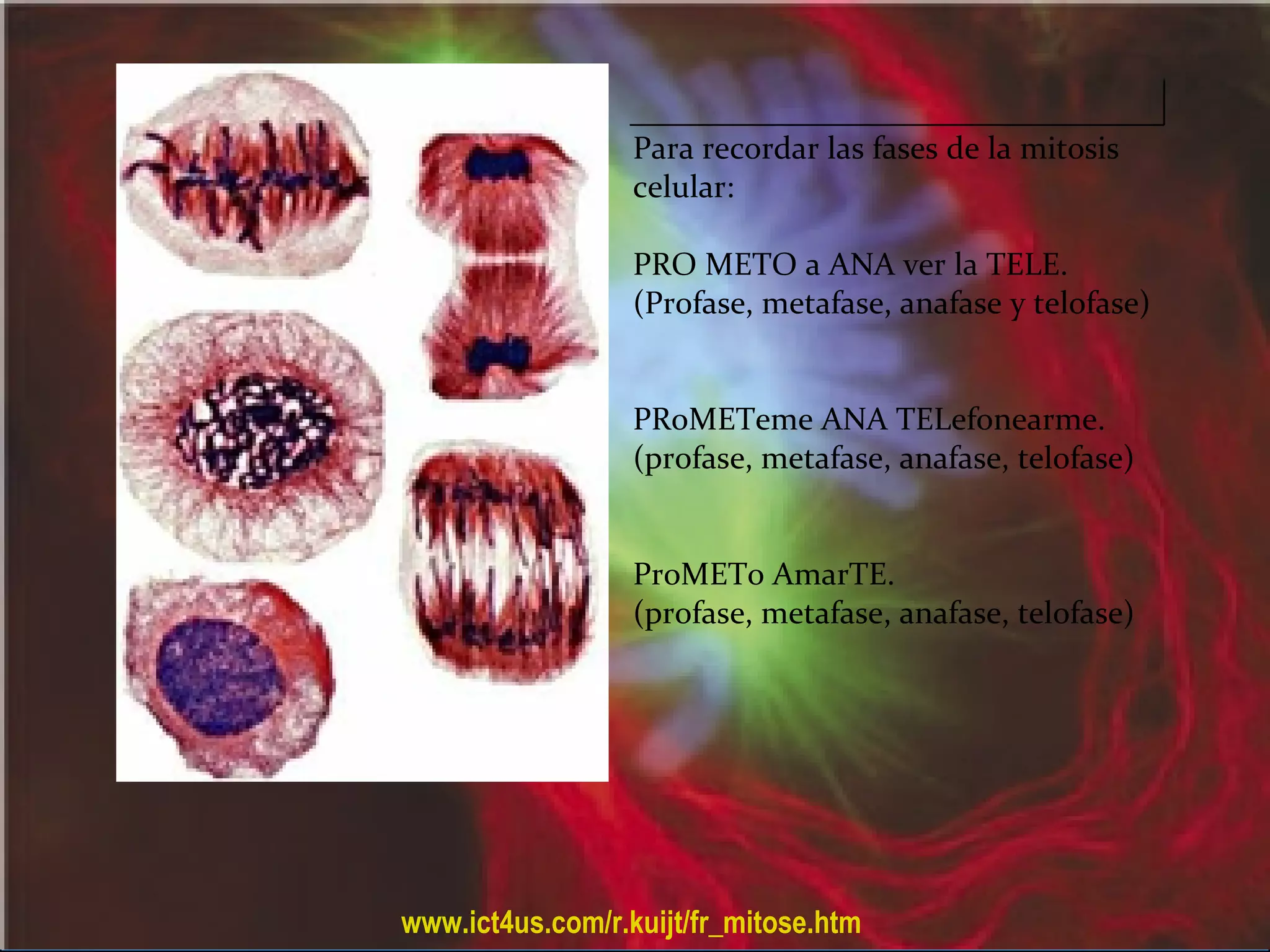 MITOSIS | PPT | Biological Sciences | Science