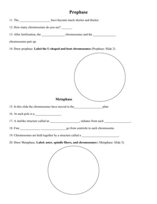 Mitosis activity worksheet | DOC