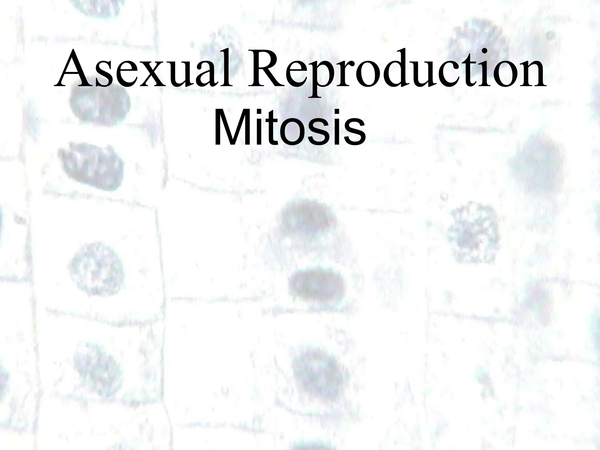 Senior High School Material Mitosis an Asexual Reproduction.ppt