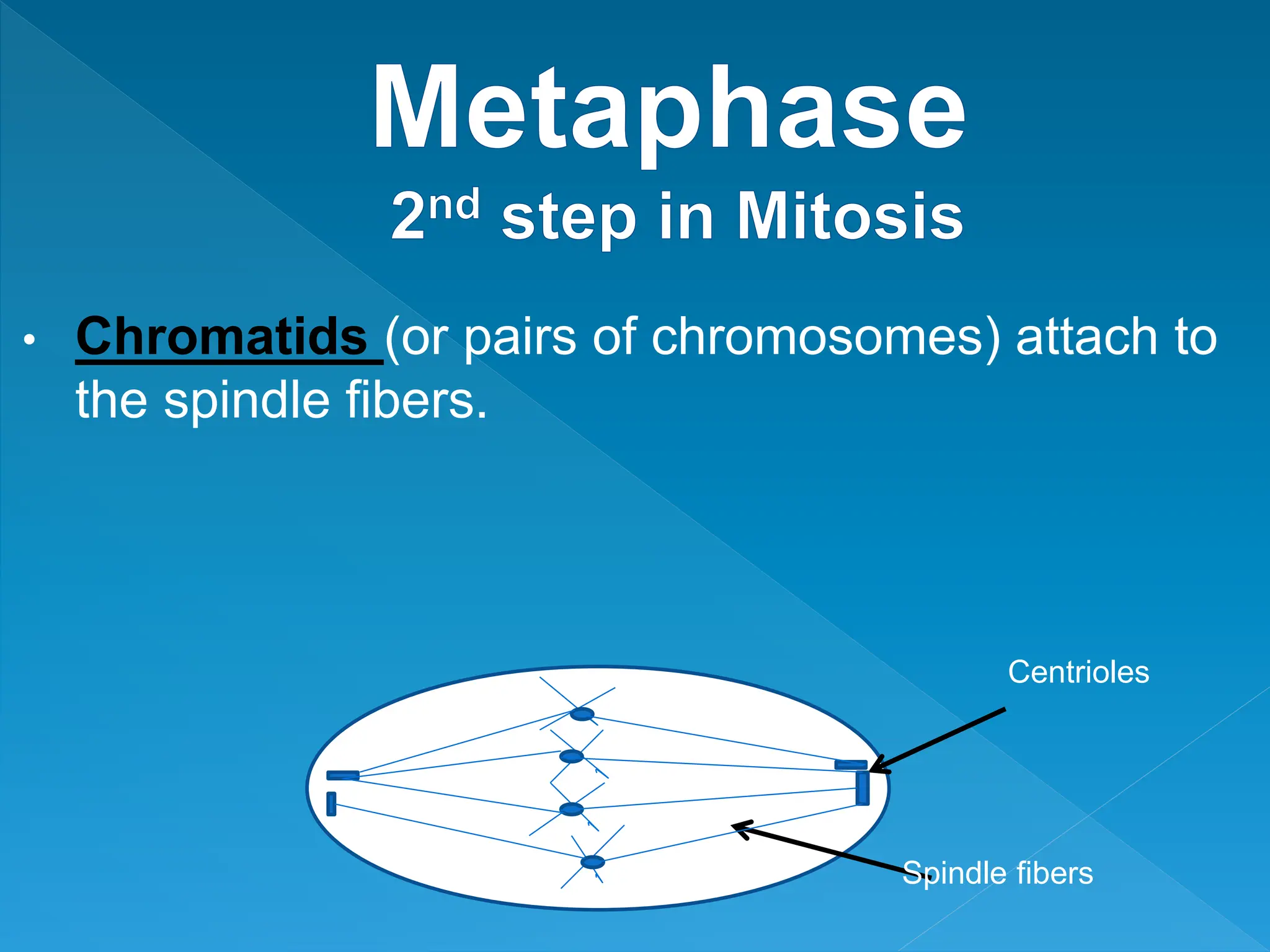 Senior High School Material Mitosis an Asexual Reproduction.ppt