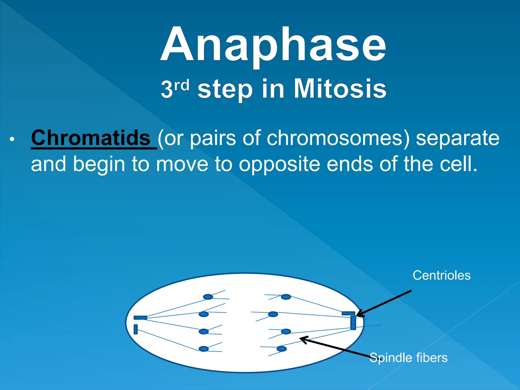 Senior High School Material Mitosis an Asexual Reproduction.ppt