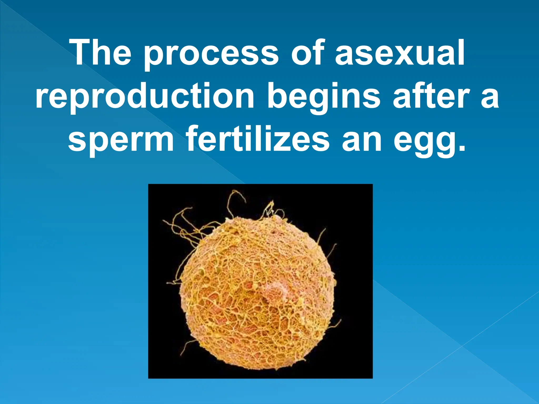Senior High School Material Mitosis an Asexual Reproduction.ppt