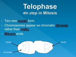 Senior High School Material Mitosis an Asexual Reproduction.ppt
