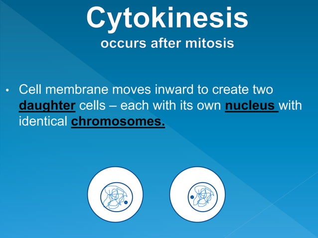 Senior High School Material Mitosis an Asexual Reproduction.ppt