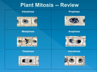 Senior High School Material Mitosis an Asexual Reproduction.ppt