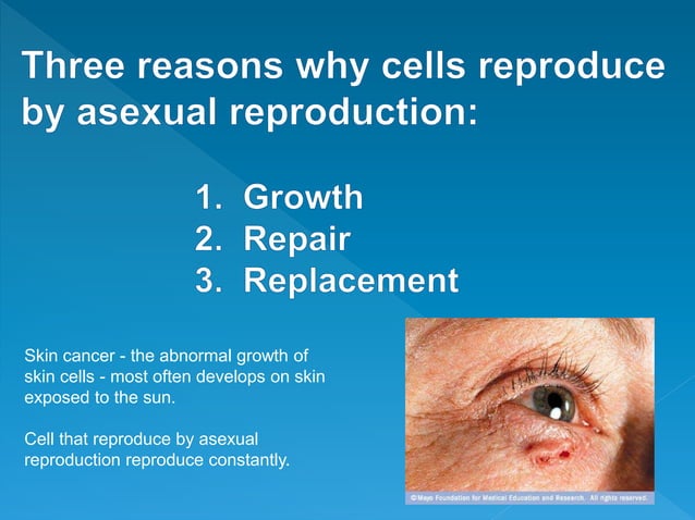 Senior High School Material Mitosis an Asexual Reproduction.ppt