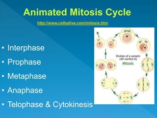 Senior High School Material Mitosis an Asexual Reproduction.ppt