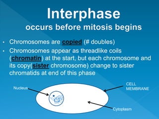 Senior High School Material Mitosis an Asexual Reproduction.ppt