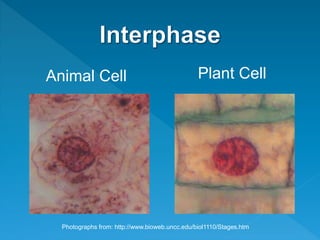 Senior High School Material Mitosis an Asexual Reproduction.ppt
