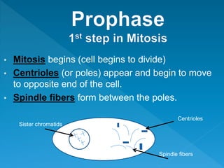 Senior High School Material Mitosis an Asexual Reproduction.ppt